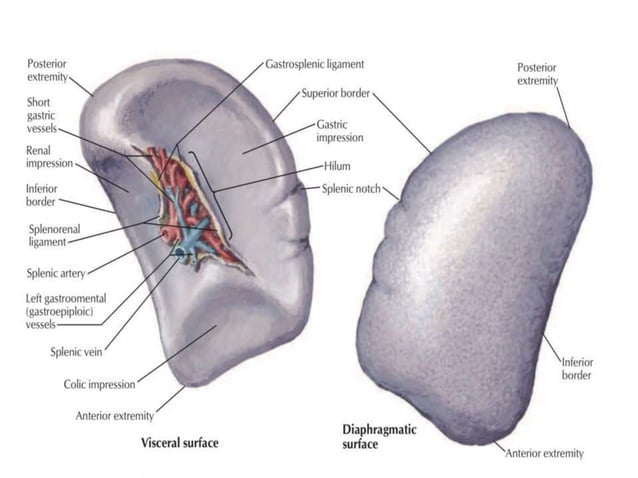 Anatomy of spleen | PPTX | Digestive Disorders | Diseases and Conditions