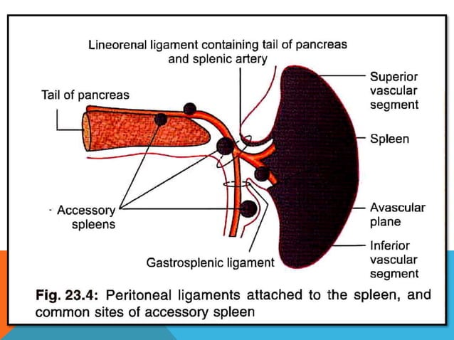Anatomy of spleen | PPTX | Digestive Disorders | Diseases and Conditions