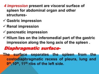 Anatomy of spleen | PPTX