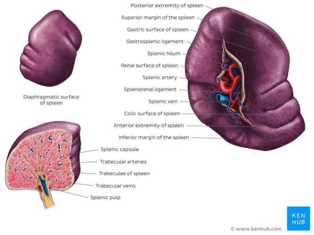 Anatomy of spleen | PPTX | Digestive Disorders | Diseases and Conditions