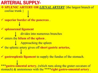 Anatomy of spleen | PPTX