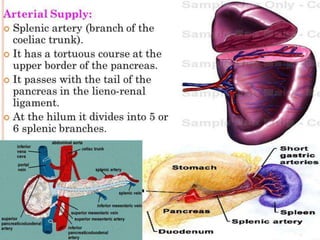 Anatomy of spleen | PPTX