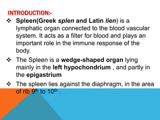 Anatomy of spleen | PPTX