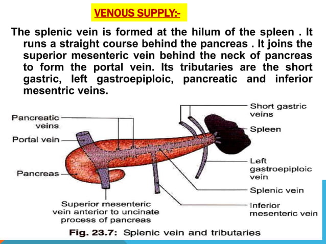 Anatomy of spleen | PPTX | Digestive Disorders | Diseases and Conditions