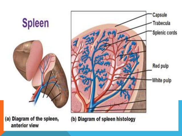 Anatomy of spleen | PPTX | Digestive Disorders | Diseases and Conditions