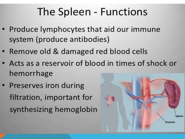 Anatomy of spleen | PPTX | Digestive Disorders | Diseases and Conditions