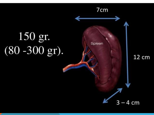 Anatomy of spleen | PPTX | Digestive Disorders | Diseases and Conditions