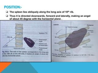 Anatomy of spleen | PPTX