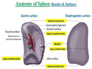 Anatomy of spleen