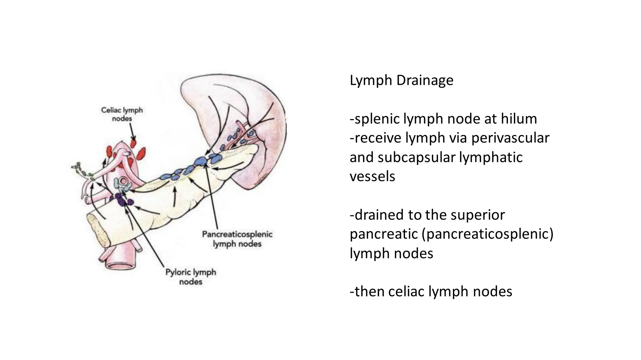 Anatomy of Spleen.pdf