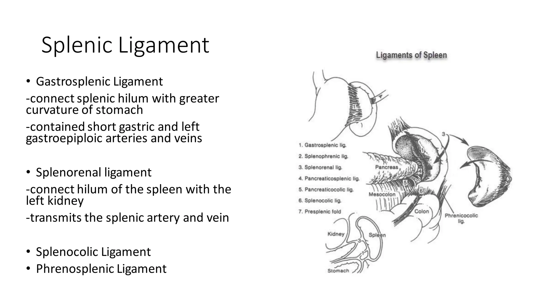 Anatomy of Spleen.pdf