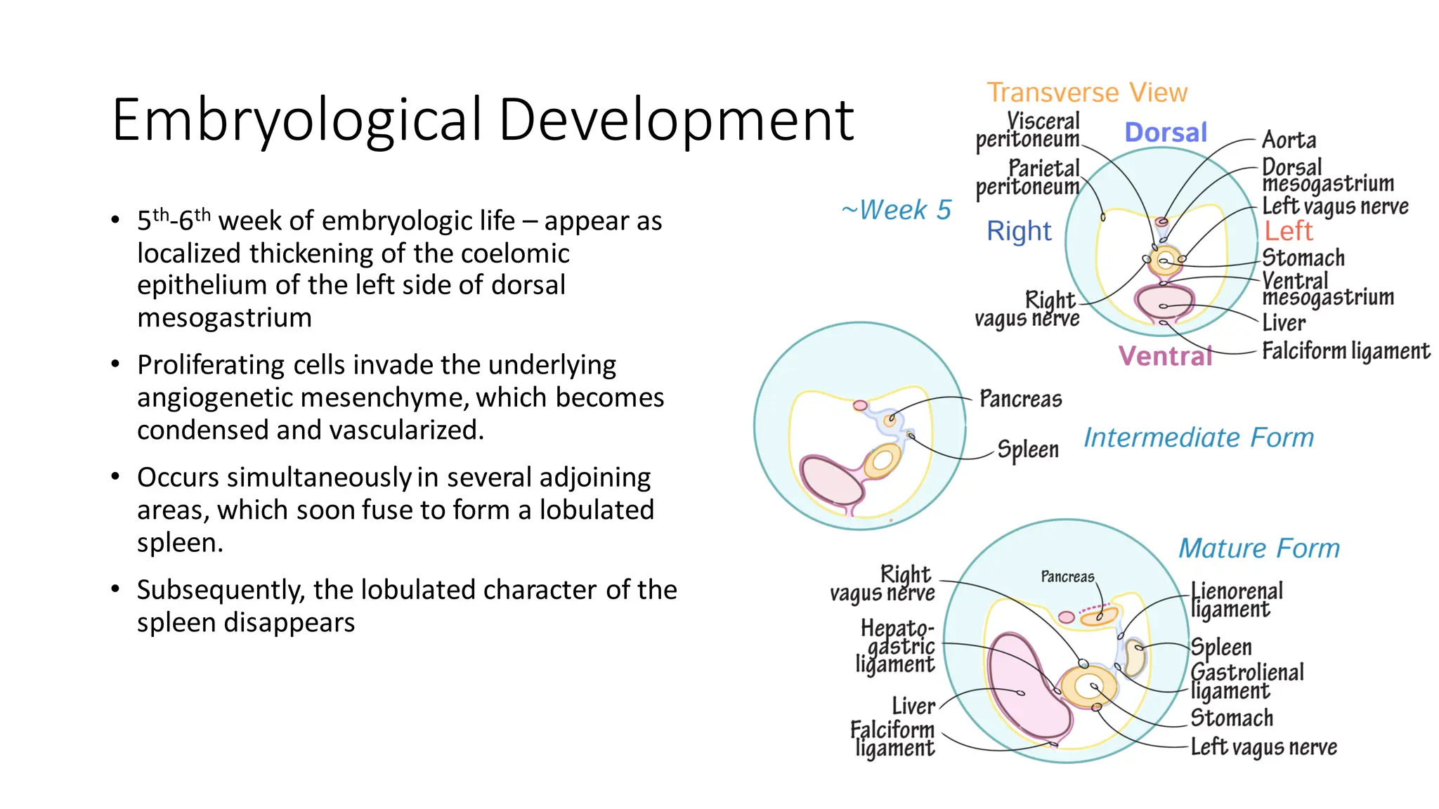 Anatomy of Spleen.pdf