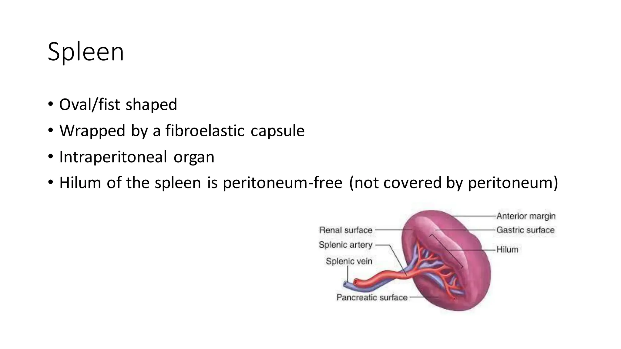 Anatomy of Spleen.pdf