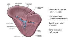 Anatomy of Spleen.pdf