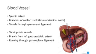 Anatomy of Spleen.pdf