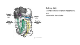 Anatomy of Spleen.pdf