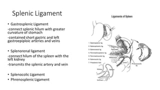 Anatomy of Spleen.pdf