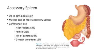 Anatomy of Spleen.pdf
