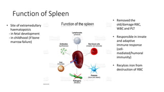 Anatomy of Spleen.pdf