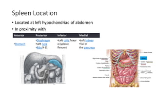 Anatomy of Spleen.pdf