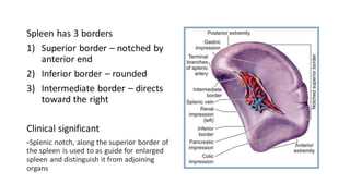Anatomy of Spleen.pdf