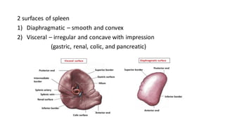 Anatomy of Spleen.pdf | Blood Disorders | Diseases and Conditions