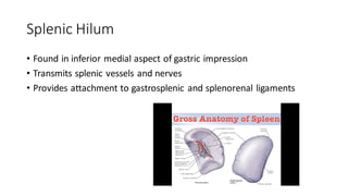 Anatomy of Spleen.pdf