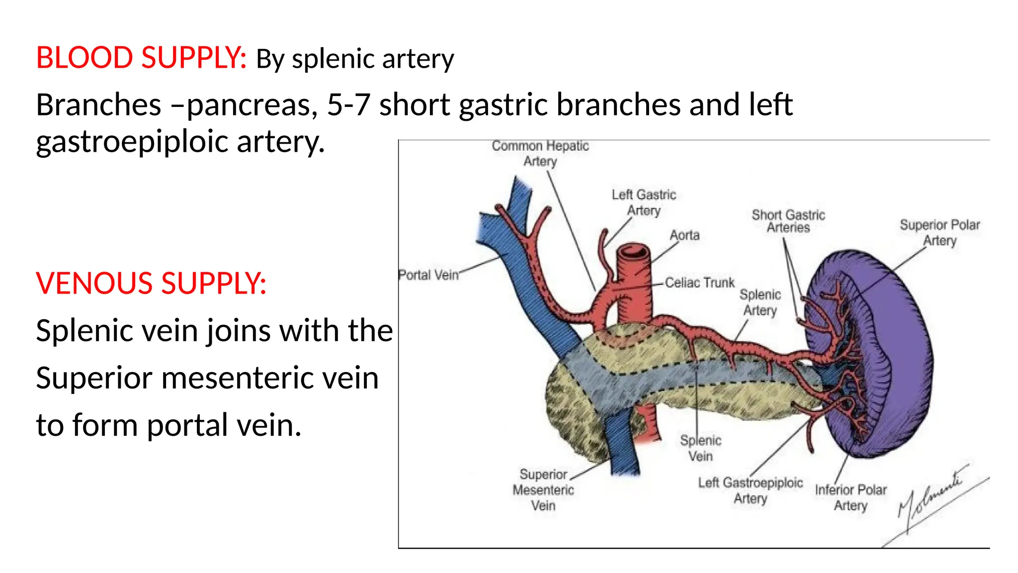 ANATOMY OF SPLEEN.pptx #Anatomy 1st year | PPTX