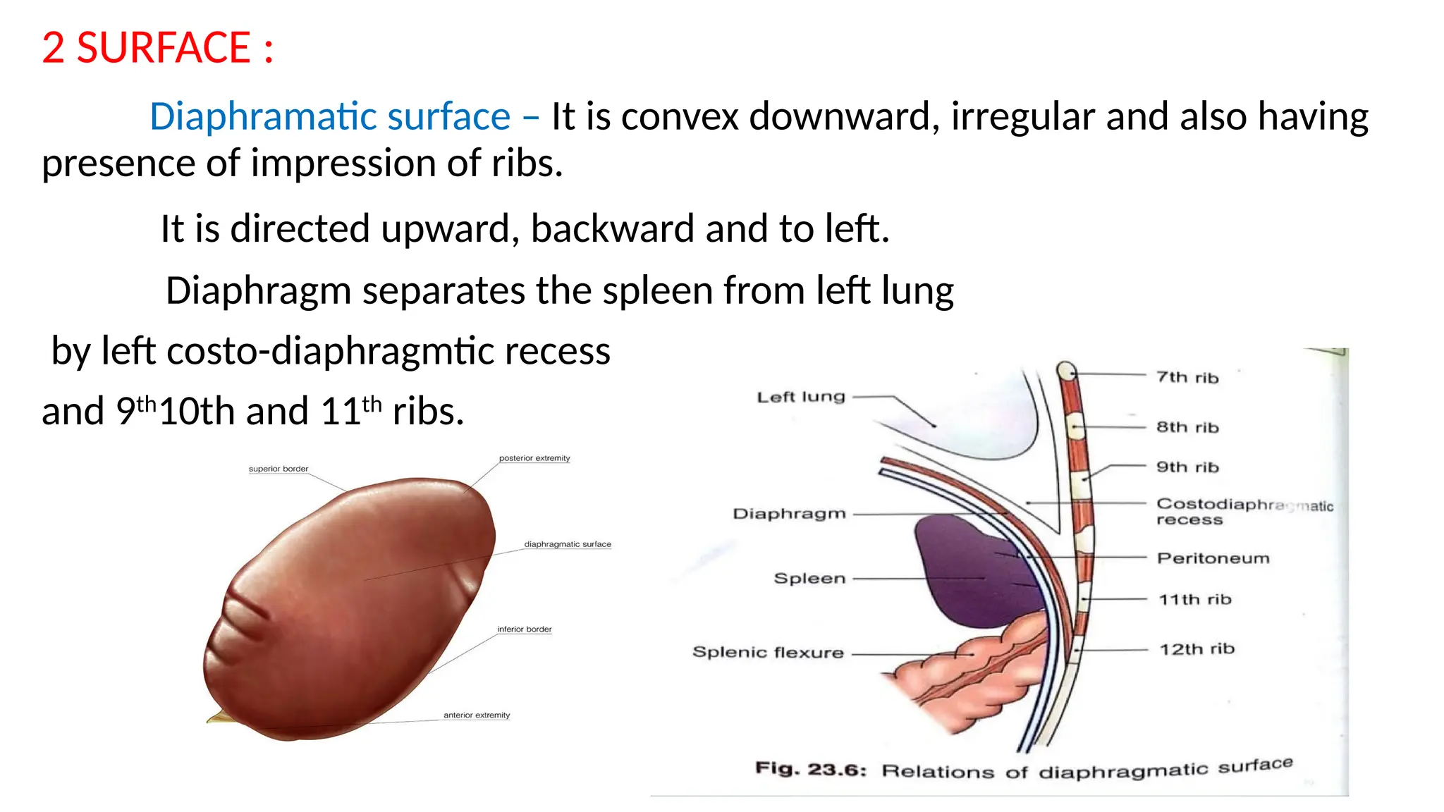 ANATOMY OF SPLEEN.pptx #Anatomy 1st year | PPTX