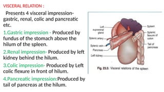 ANATOMY OF SPLEEN.pptx #Anatomy 1st year | PPTX