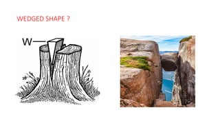 ANATOMY OF SPLEEN.pptx #Anatomy 1st year | PPTX