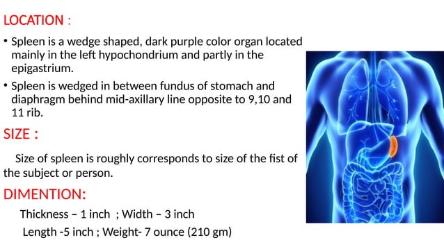ANATOMY OF SPLEEN.pptx #Anatomy 1st year | PPTX | Blood Disorders ...