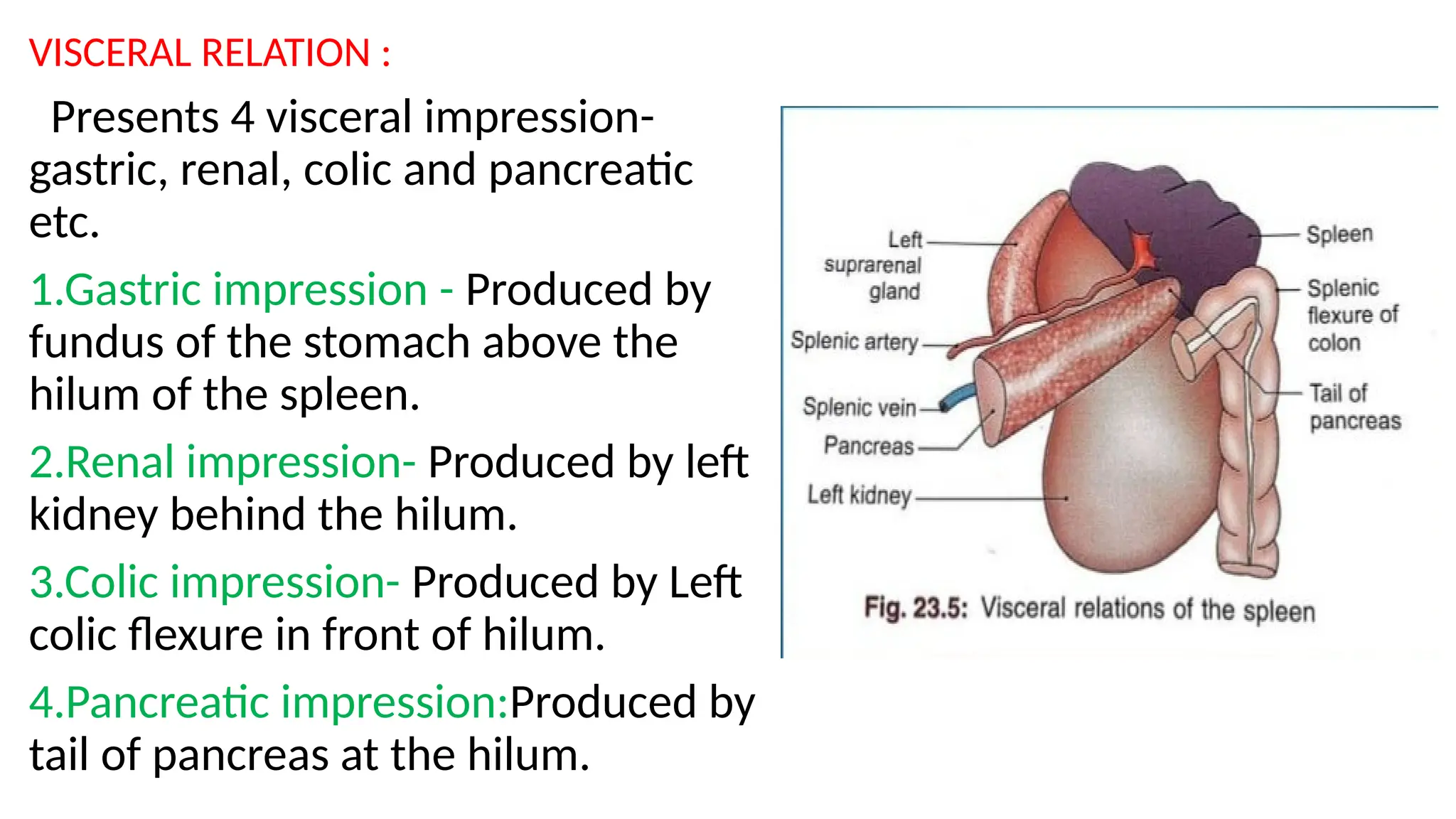 ANATOMY OF SPLEEN.pptx #MBBS #BAMS #BHMS # | PPTX