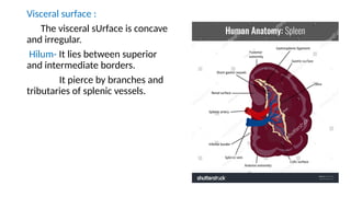 ANATOMY OF SPLEEN.pptx #MBBS #BAMS #BHMS # | PPTX