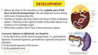Anatomy of spleen.pptx spleen is a reddish | PPTX