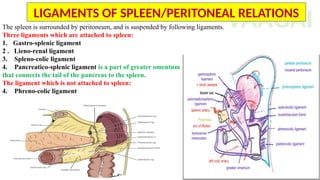 Anatomy of spleen.pptx spleen is a reddish | PPTX