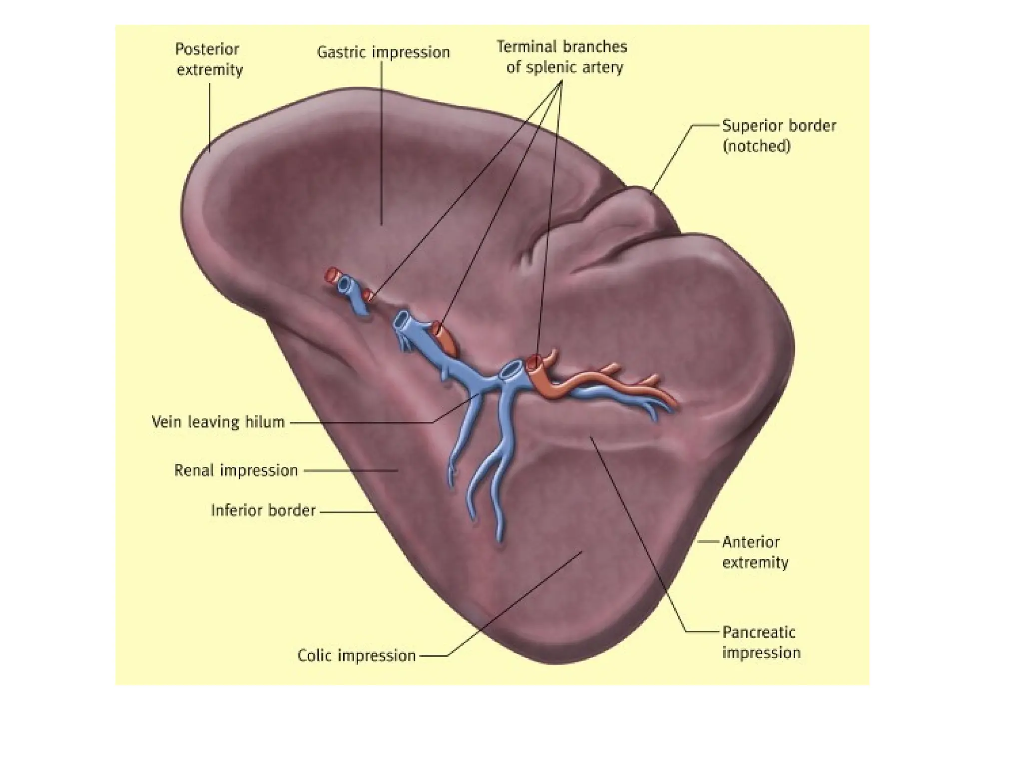 anatomy of spleen. Surgical anatomy. Blood supply | PPTX