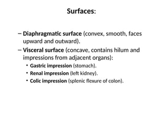 anatomy of spleen. Surgical anatomy. Blood supply | PPTX