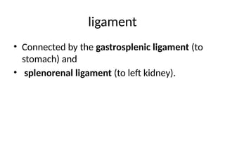 anatomy of spleen. Surgical anatomy. Blood supply | PPTX