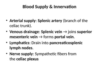 anatomy of spleen. Surgical anatomy. Blood supply | PPTX