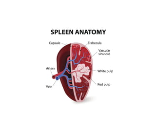 anatomy of spleen. Surgical anatomy. Blood supply | PPTX