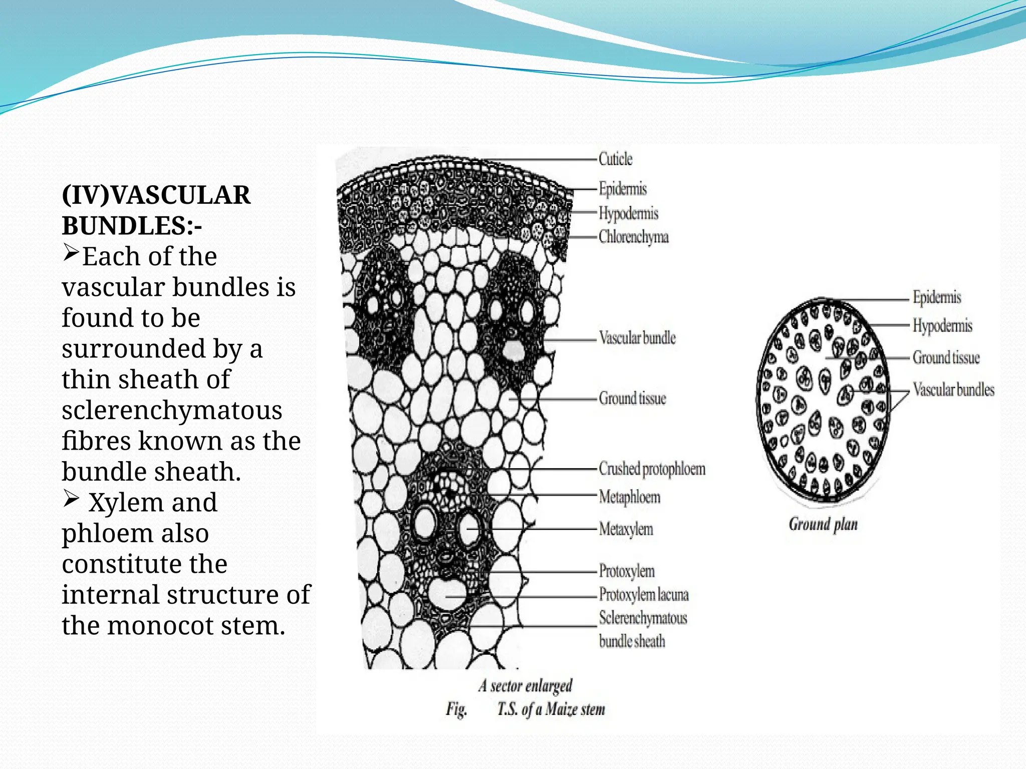 ANATOMY OF STEM.pptx Botany Carrier | PPTX