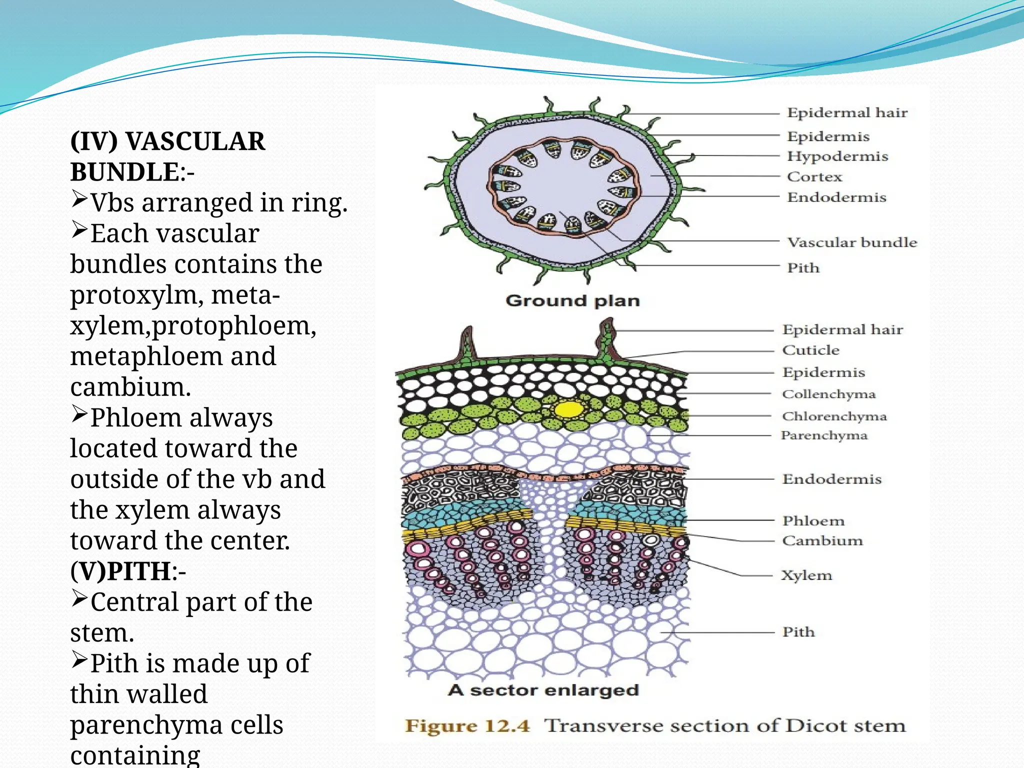 ANATOMY OF STEM.pptx Botany Carrier | PPTX