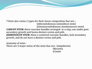 ANATOMY OF STEM.pptx Botany Carrier | PPTX