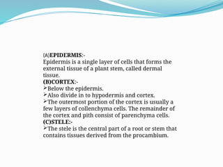 ANATOMY OF STEM.pptx Botany Carrier | PPTX