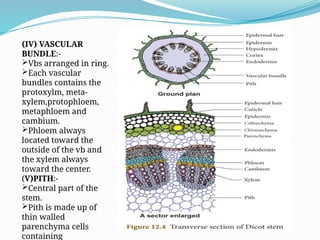 ANATOMY OF STEM.pptx Botany Carrier | PPTX