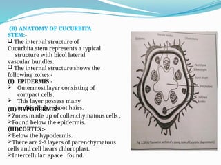 ANATOMY OF STEM.pptx Botany Carrier | PPTX