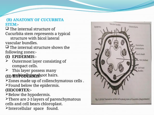 ANATOMY OF STEM.pptx Botany Carrier | PPTX | Gardening | Home & Garden