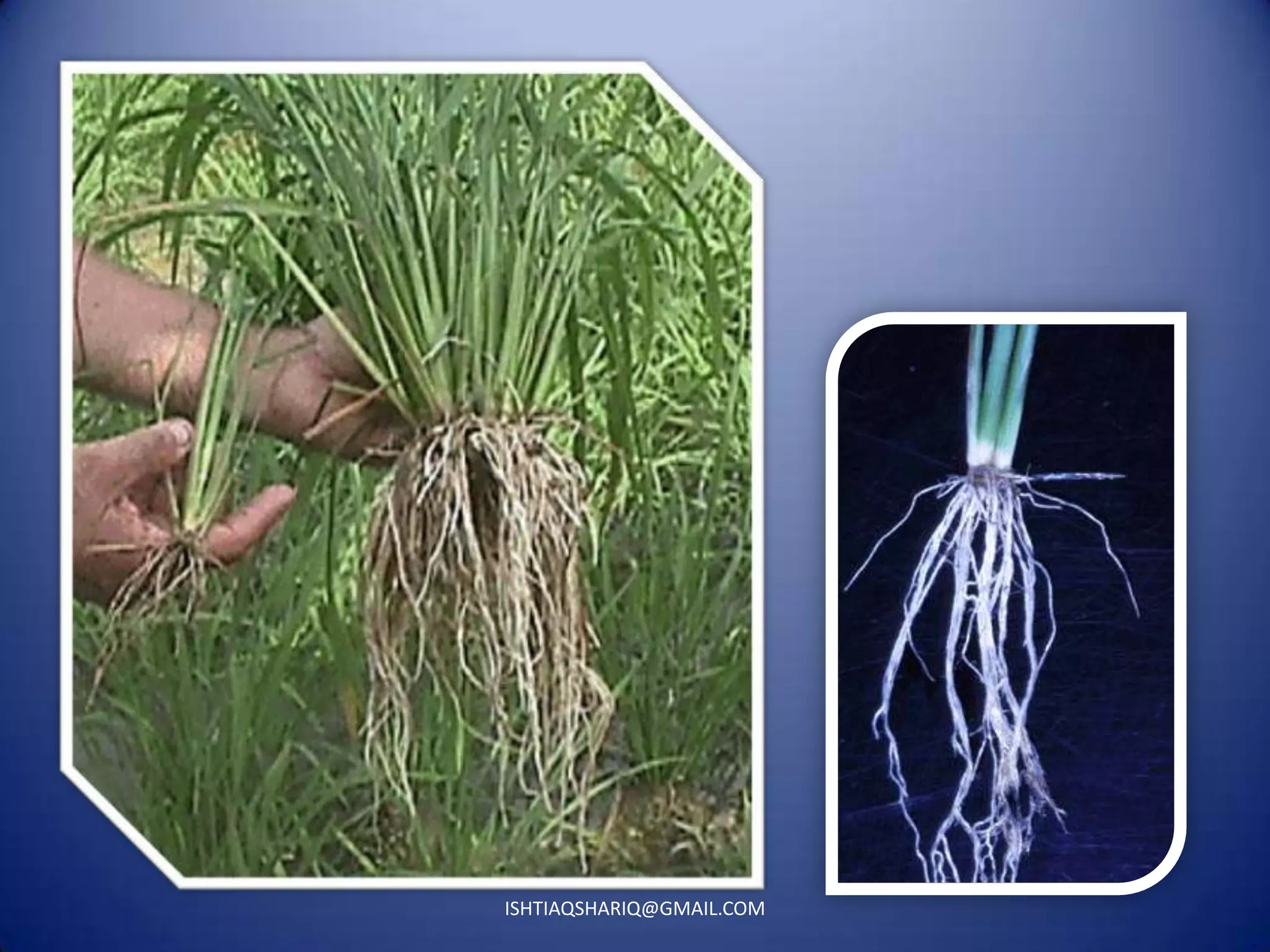 Anatomy of stem,root and leaf of rice | PPTX