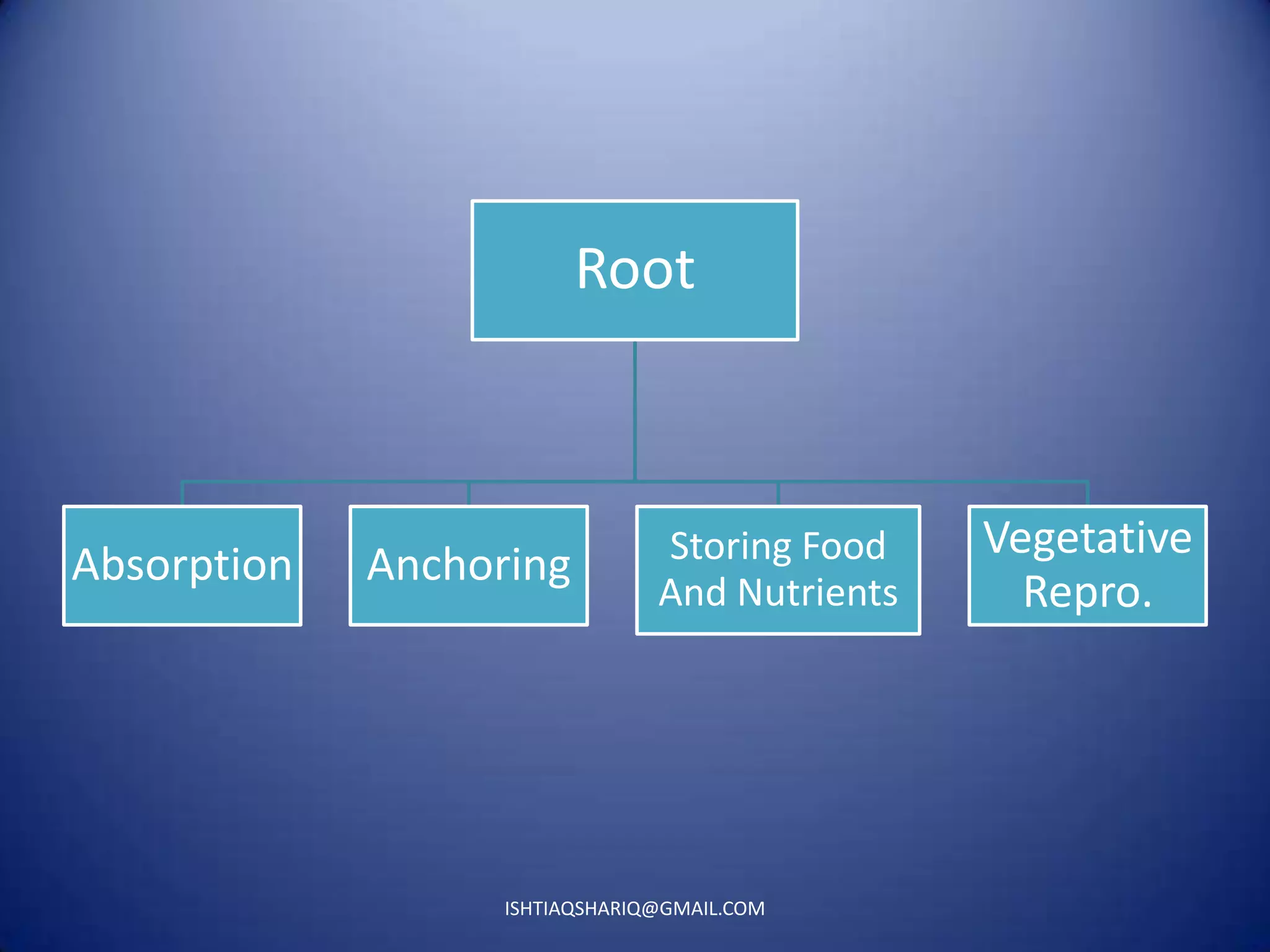 Anatomy of stem,root and leaf of rice | PPTX